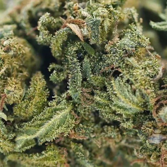 Fleur CBD Super Skunk