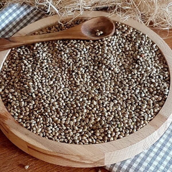 Graines de chanvre et ses bienfaits sur la santé